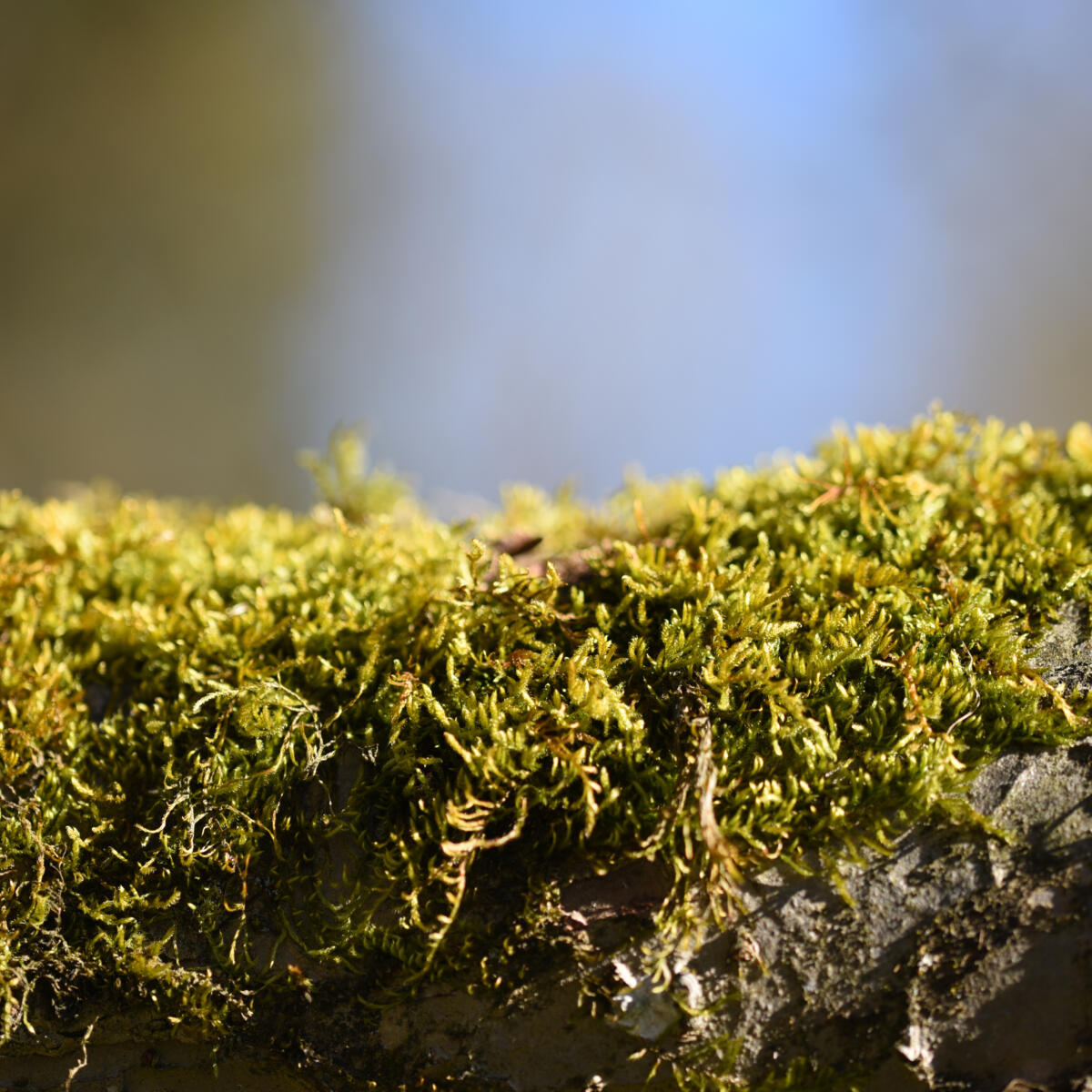 The Embodied Life Retreat with Russell Delman | ZIST, Germany